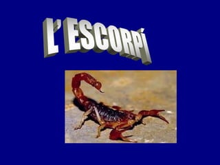 L'escorpí | PPT