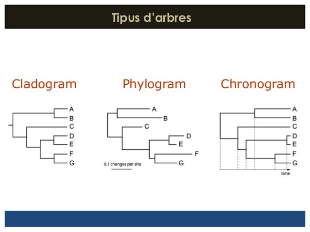 Les dades moleculars i l’arbre de la vida: dels regnes als dominis