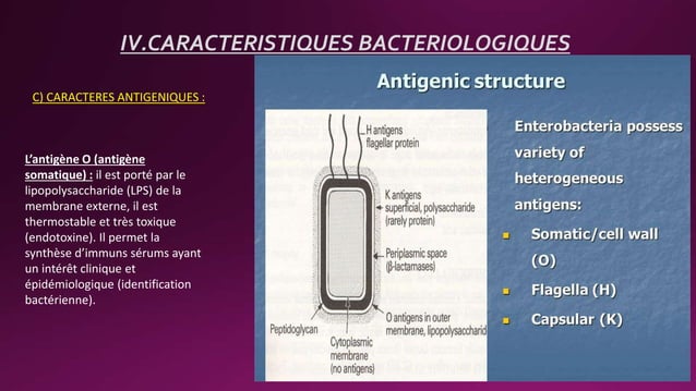 Famille Des Enterobacteriaceae – Tableau Des Entérobactéries – IOGK