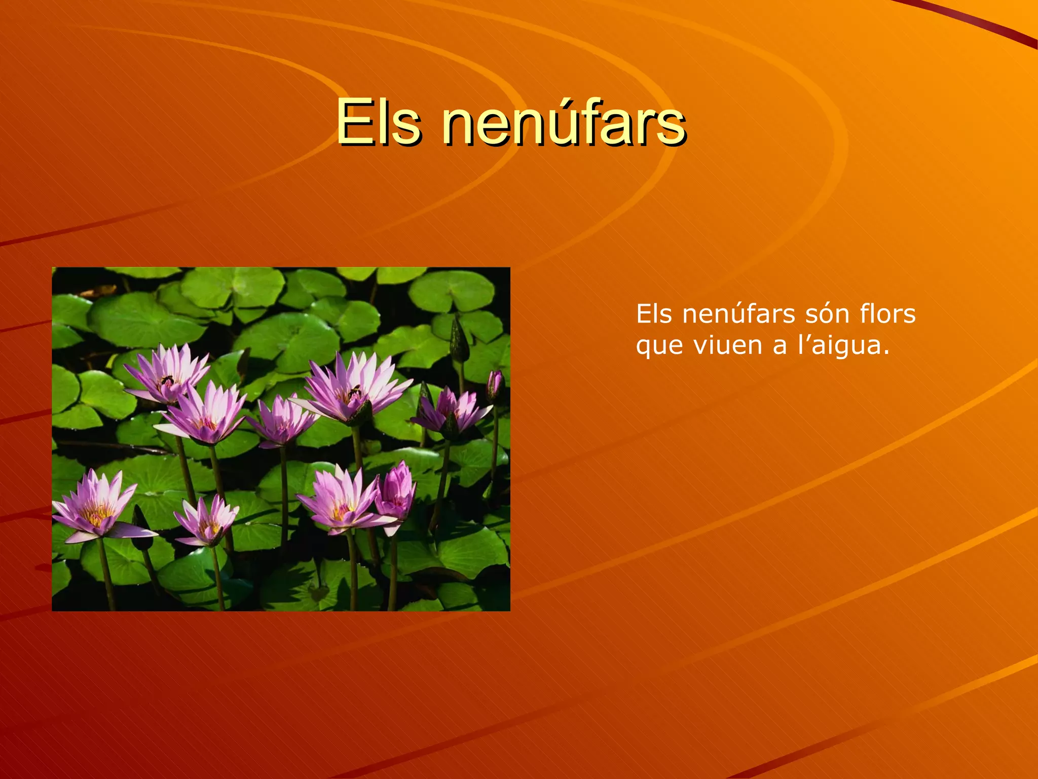 Les Flors | PPT