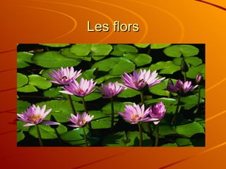 Les Flors | PPT