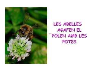 Les flors i les abelles | PPT