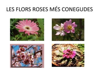 Les flors roses | PPT