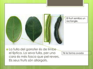 Les formes que podem trobar en un parc | PPT