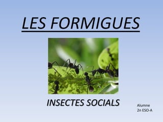 Les formigues | PPTX