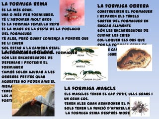 Les formigues | PPTX