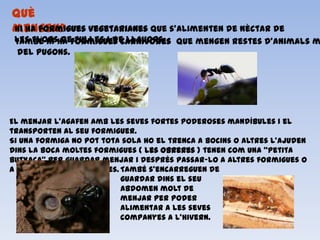 Les formigues | PPTX