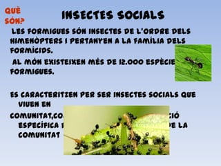 Les formigues | PPTX