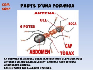 Les formigues | PPTX