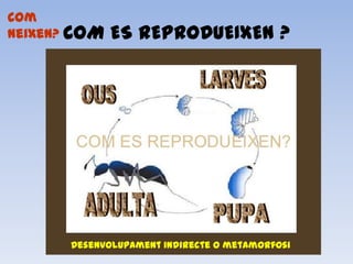 Les formigues | PPTX