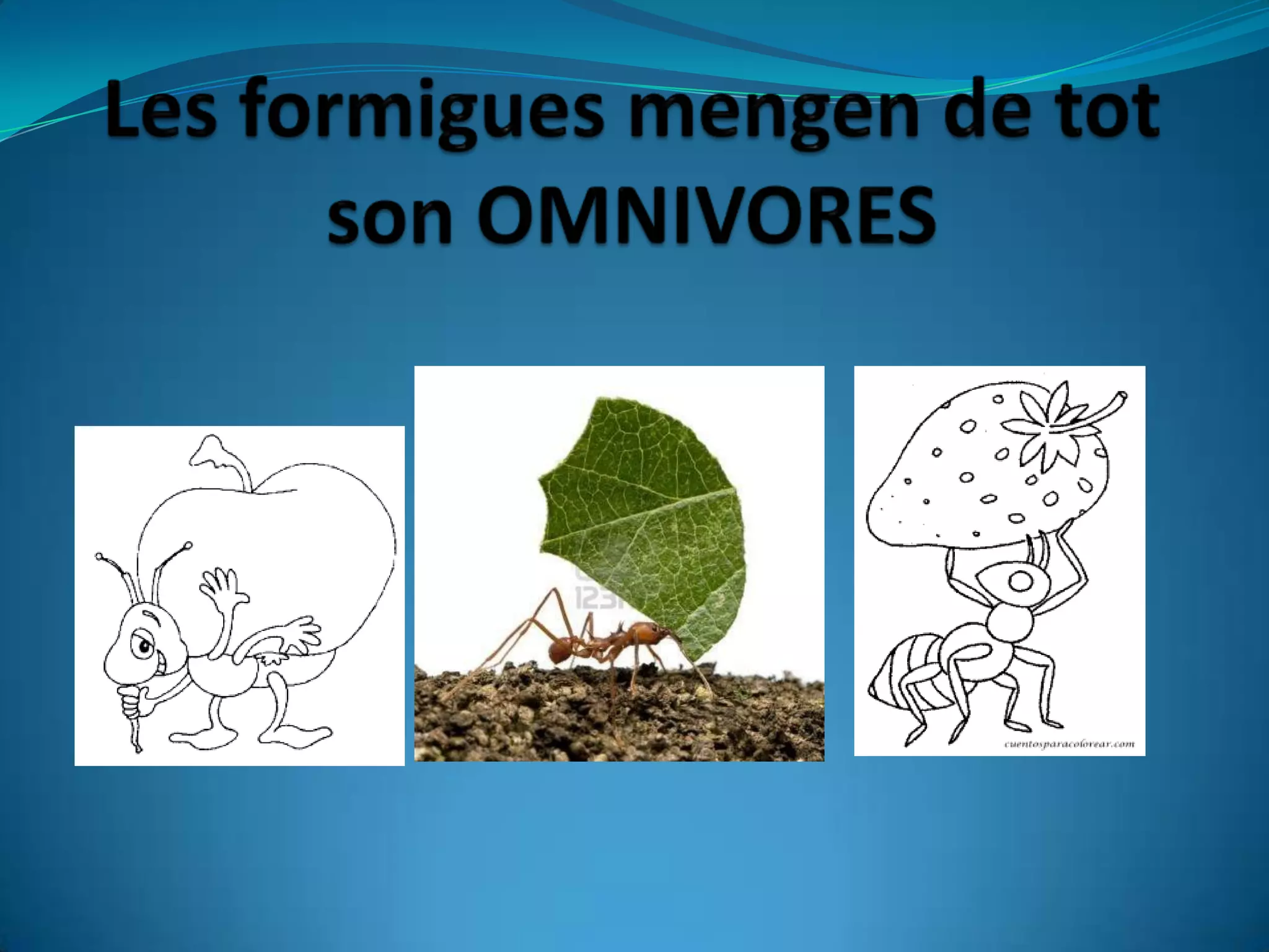 Les formigues | PPTX