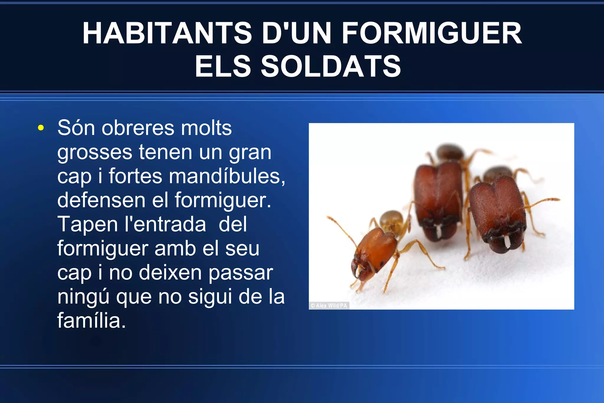 Les formigues | PPT