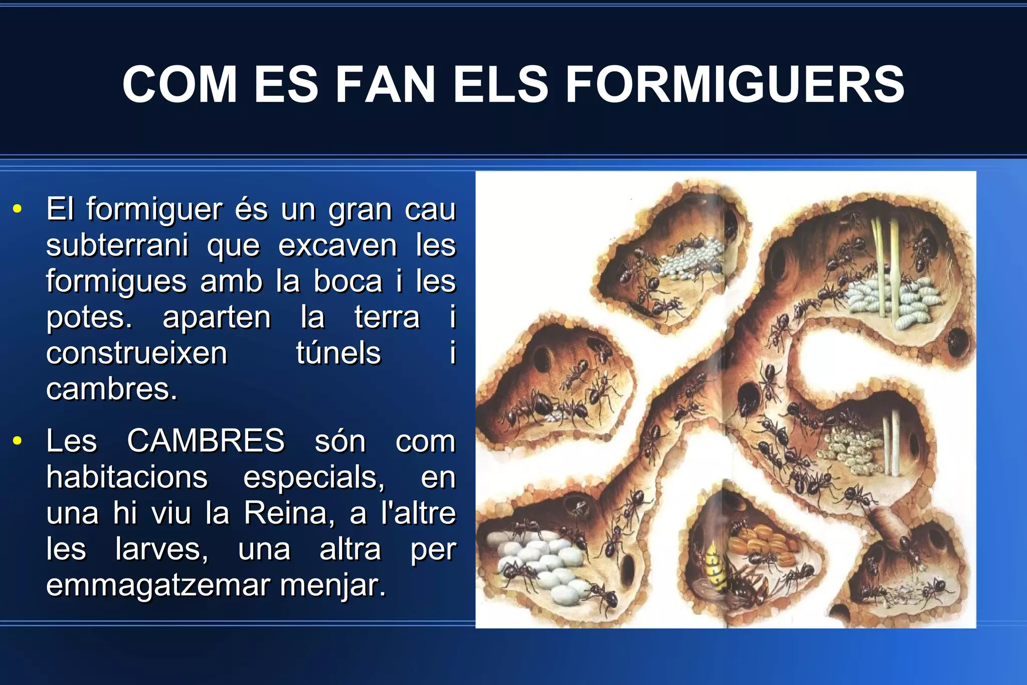 Les formigues | PPT
