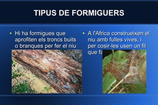 Les formigues | ODP