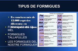 Les formigues | ODP