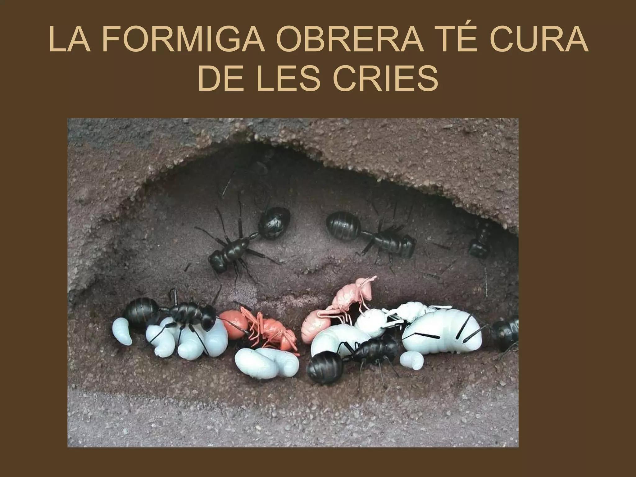 Les Formigues | PPT