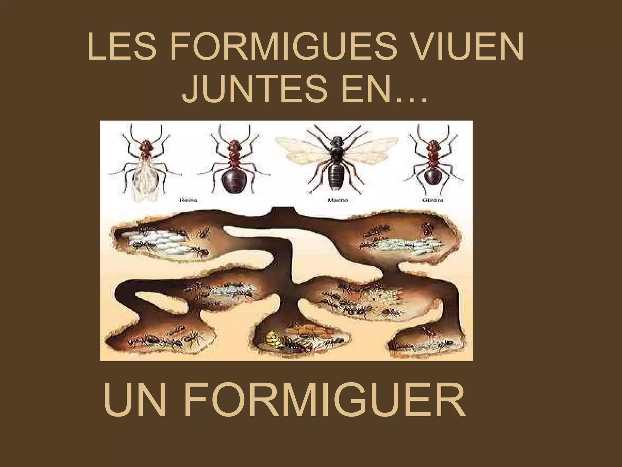 Les Formigues | PPT