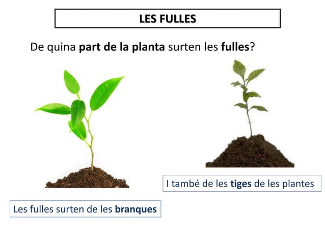 Les fulles | PPT