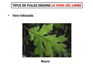 Les fulles | PPT