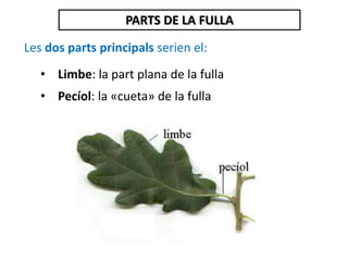 Les fulles | PPT