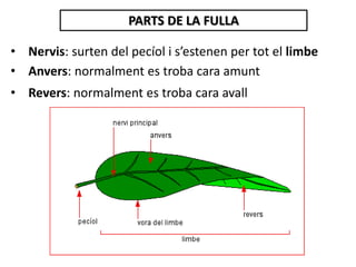 Les fulles | PPT