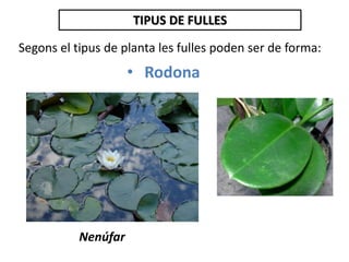 Les fulles | PPT