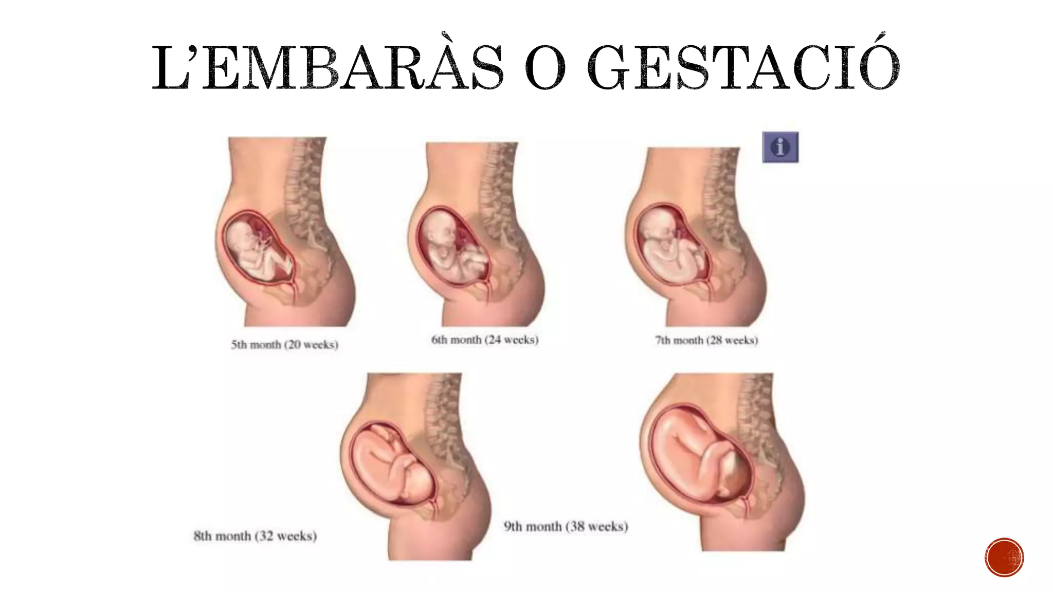 Les funcions vitals PWP | PPTX