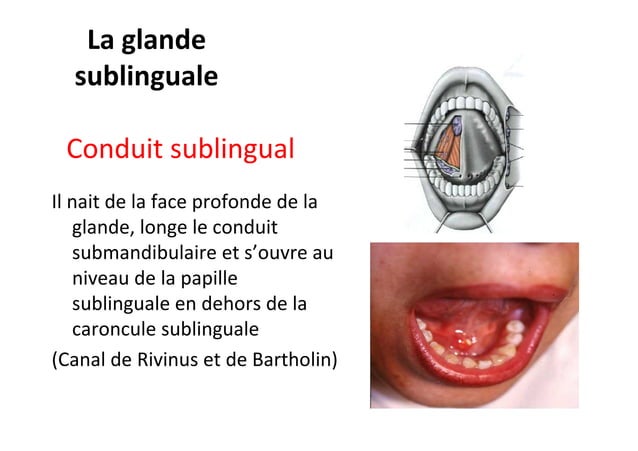 Les glandes submandibulaires et sub linguales