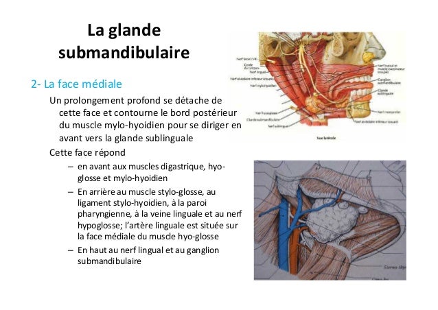 Les glandes submandibulaires et sub linguales