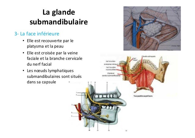 Les glandes submandibulaires et sub linguales