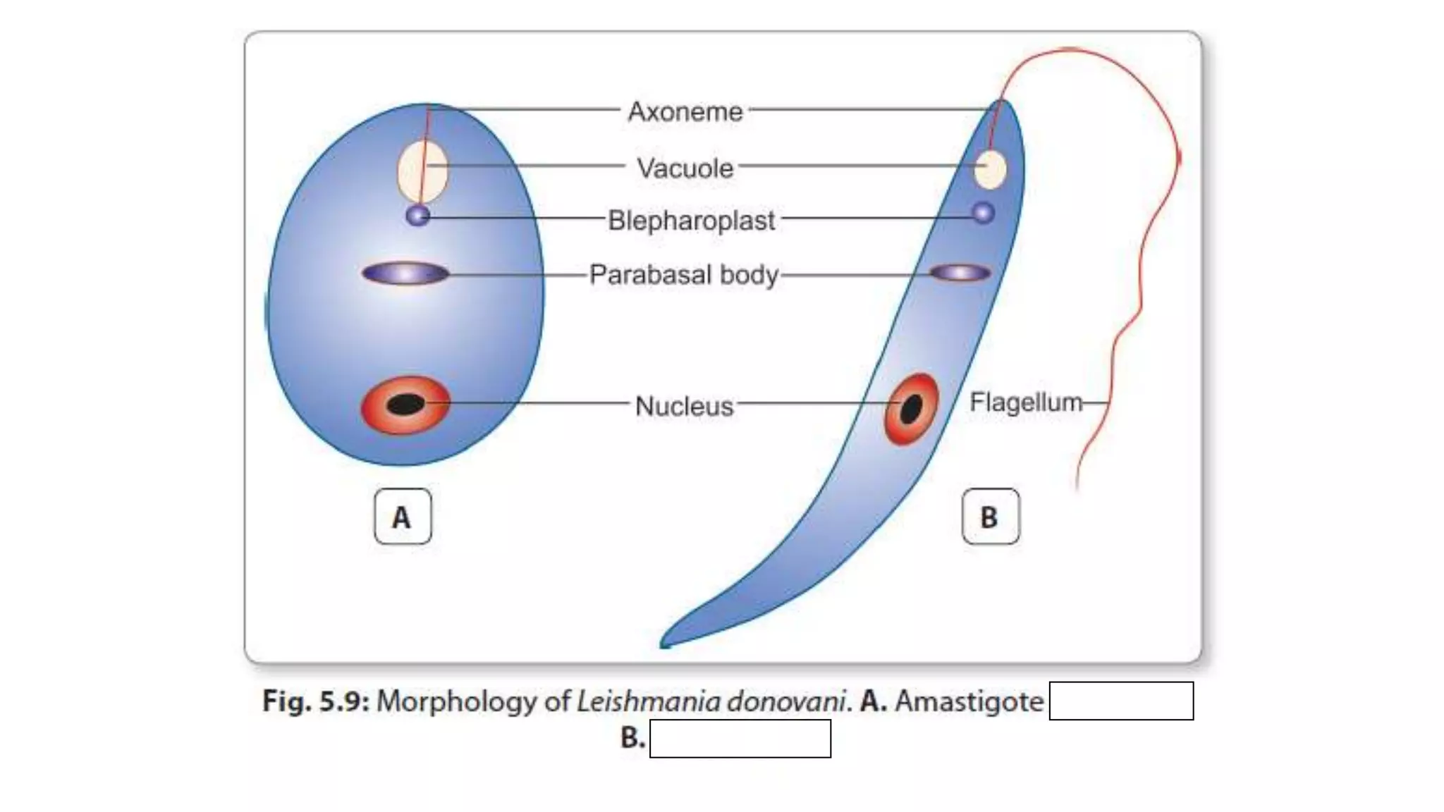 Leshmaniasis or kala azar | PPTX
