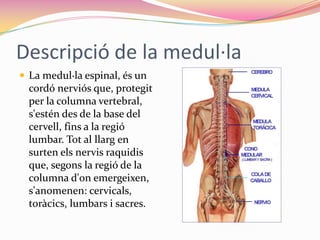 Lesió medul·lar | PPT