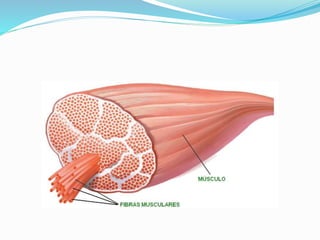 Lesió muscular:contractures_marc_mesas | PPT