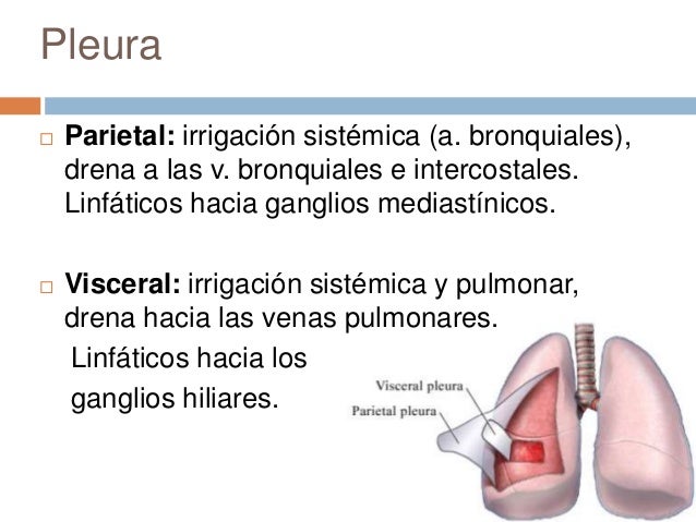 Dolor Pleural Características , Pleuritis: síntomas, causas y ...