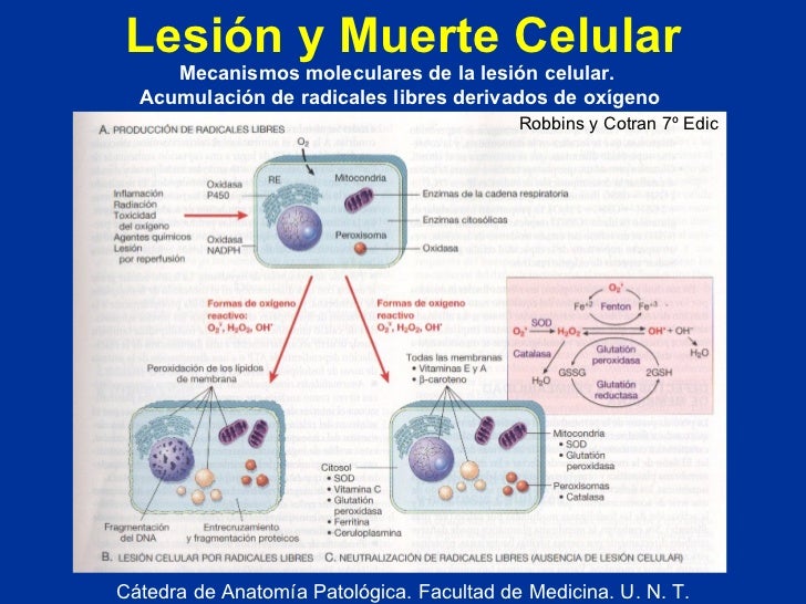 Lesión y muerte celular