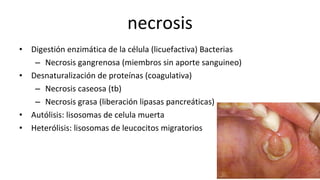 Lesión y muerte celular | PPT