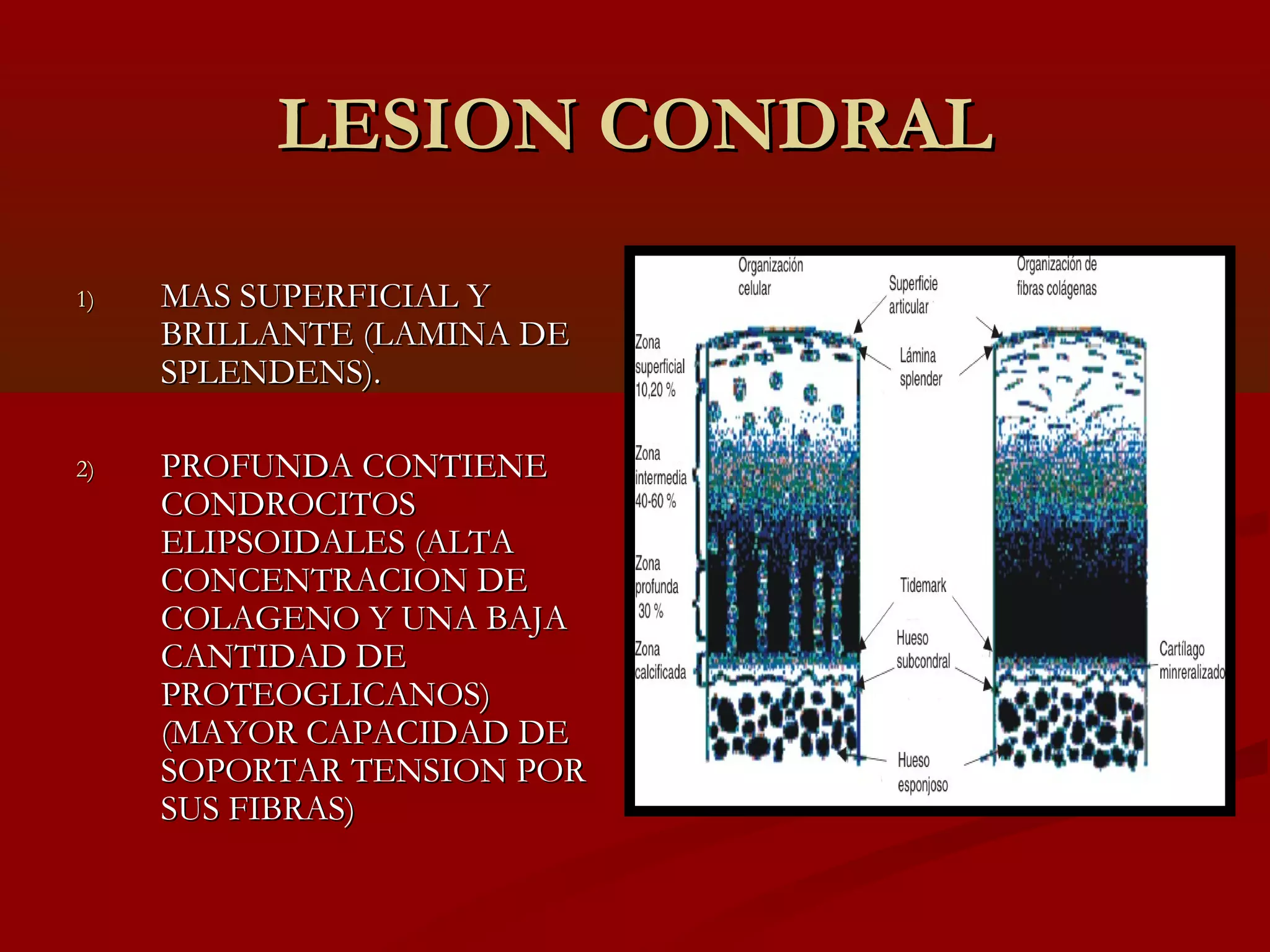 Lesion condral principios y clasificaciones | PPT
