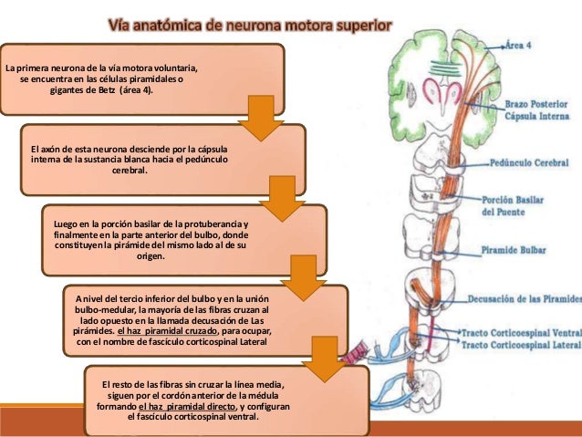 Lesión de la neurona motora superior