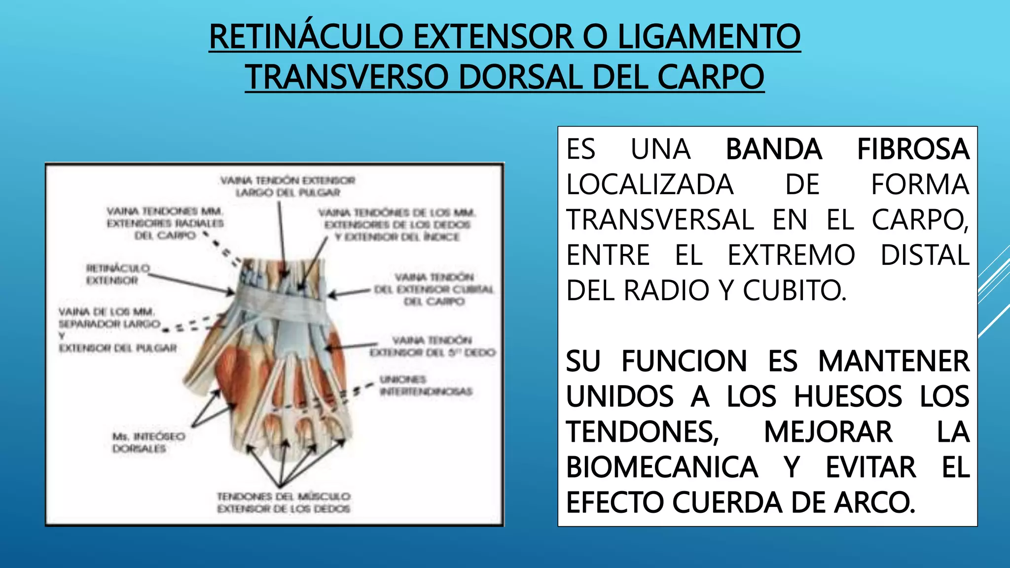 LESION_DE_TENDONES_FLEXORES_Y_EXTENSORES.pptx