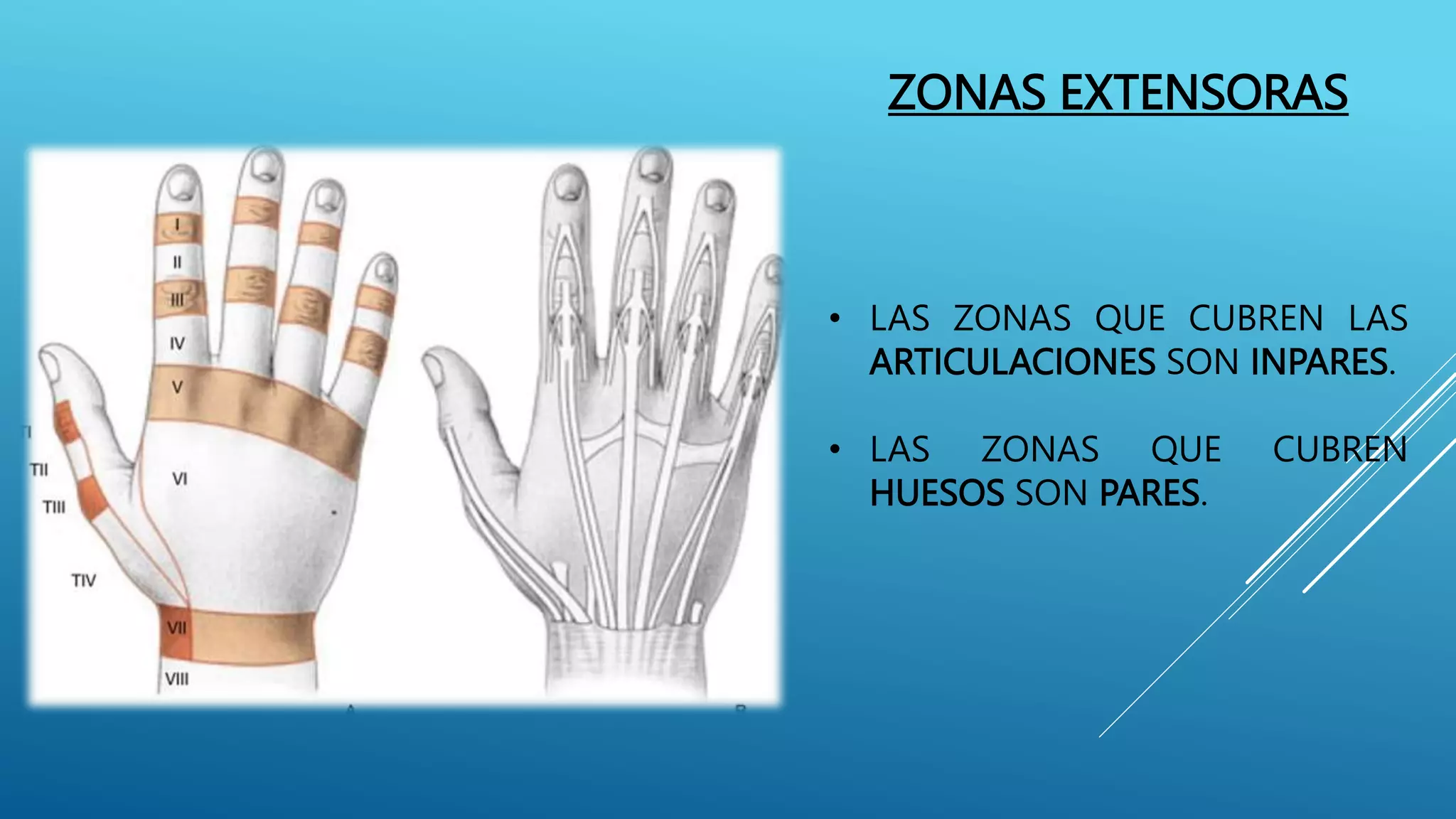 LESION_DE_TENDONES_FLEXORES_Y_EXTENSORES.pptx