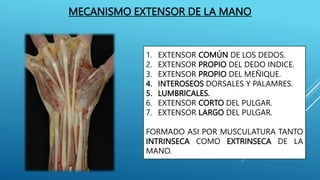 LESION_DE_TENDONES_FLEXORES_Y_EXTENSORES.pptx