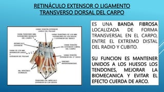LESION_DE_TENDONES_FLEXORES_Y_EXTENSORES.pptx