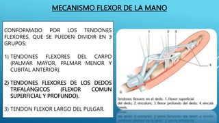 LESION_DE_TENDONES_FLEXORES_Y_EXTENSORES.pptx