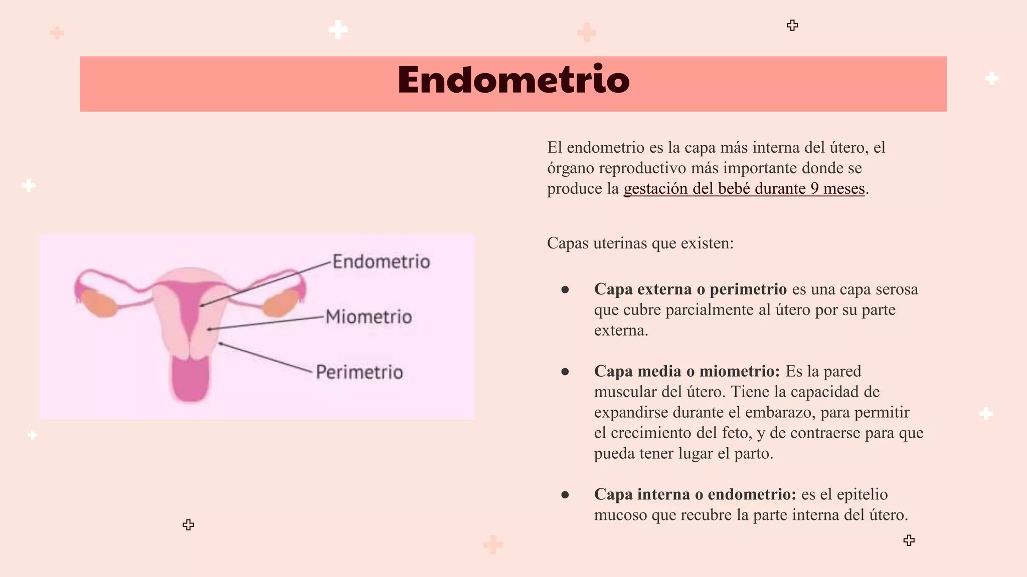 Lesiones beningas del cérvix e hiperplasia de endometrio. | PPTX