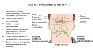 Lesiones de la cavidad oral (1).pdf rotacion | PDF