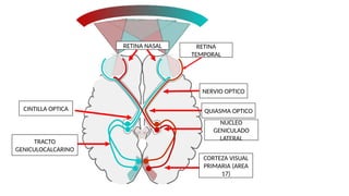 LESIONES DE LA VIA VISUAL - ANATOMIA SEGMENTO CABEZA.pptx