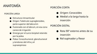 LESIONES DEL BICEPS BRAQUIAL (Ruptura de tendon proximal, distal).pptx