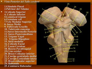 Lesiones del tallo encefálico | PPT