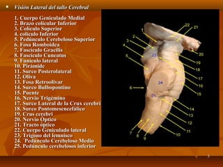 Lesiones del tallo encefálico | PPT