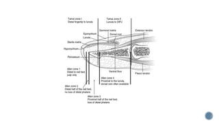Lesiones de Pulpejo | PPTX